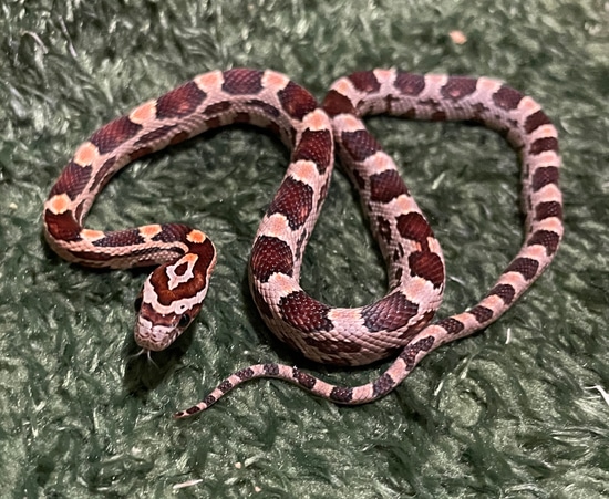 Normal/Classic Corn Snake by SnakeSmithS