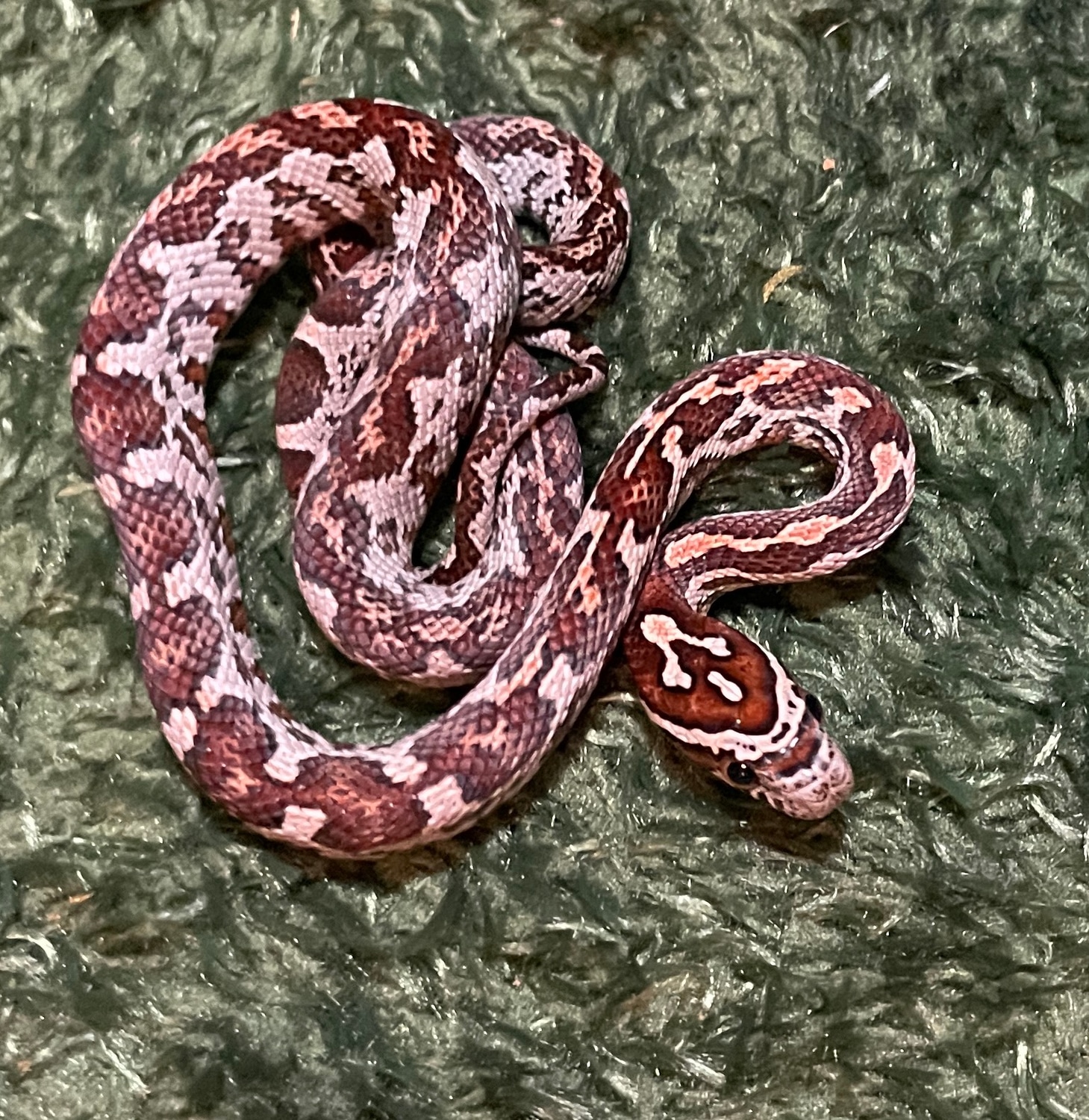Miami Aztec Corn Snake by SnakeSmithS - MorphMarket