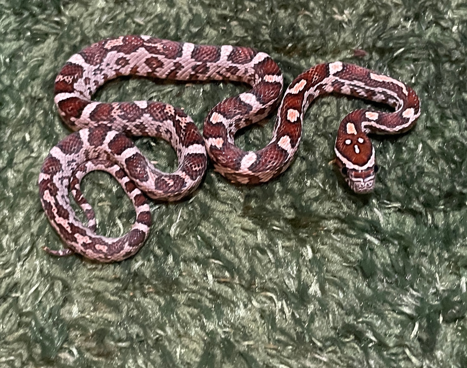 Miami - Partial Zigzag Corn Snake by SnakeSmithS - MorphMarket