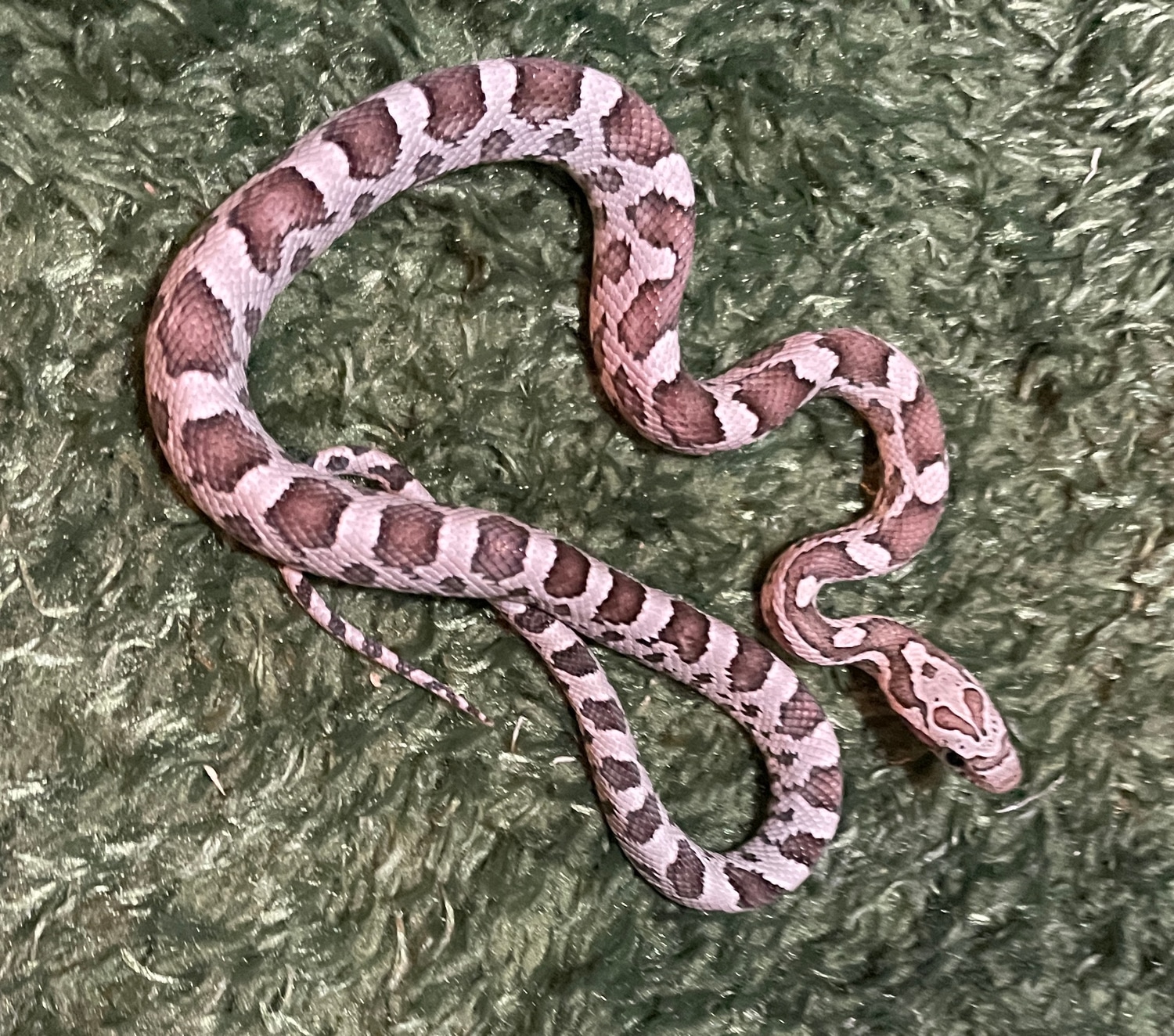 Anery Masque Corn Snake by SnakeSmithS - MorphMarket
