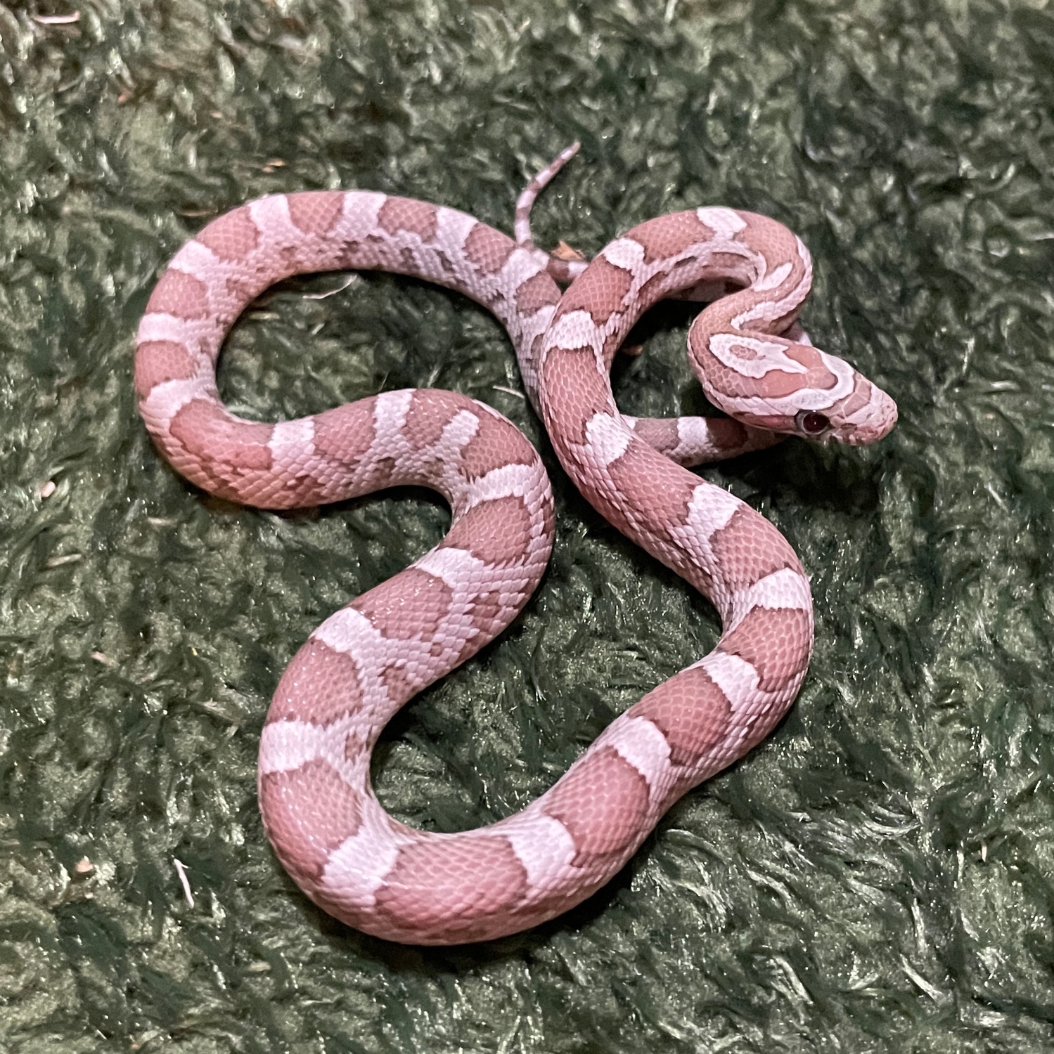 Ghost Masque Corn Snake by SnakeSmithS - MorphMarket