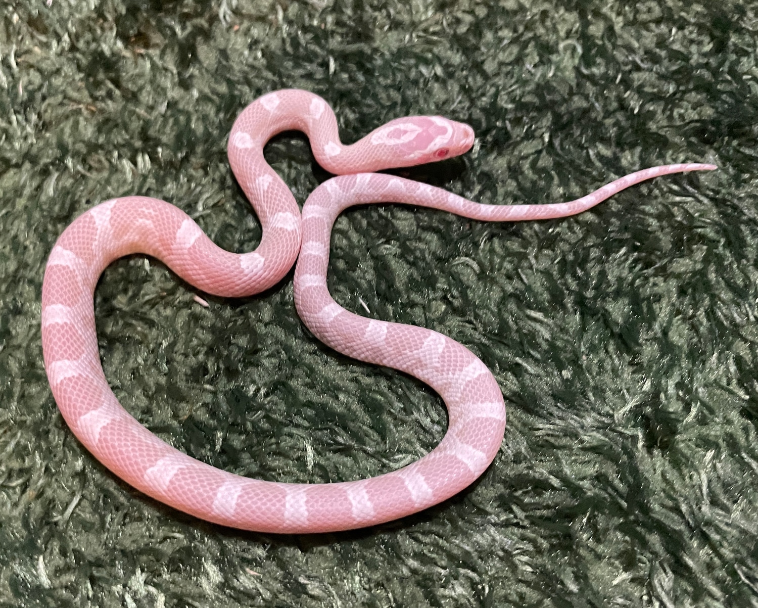 Halo(Or)Green Blotch Snow Corn Snake by SnakeSmithS - MorphMarket