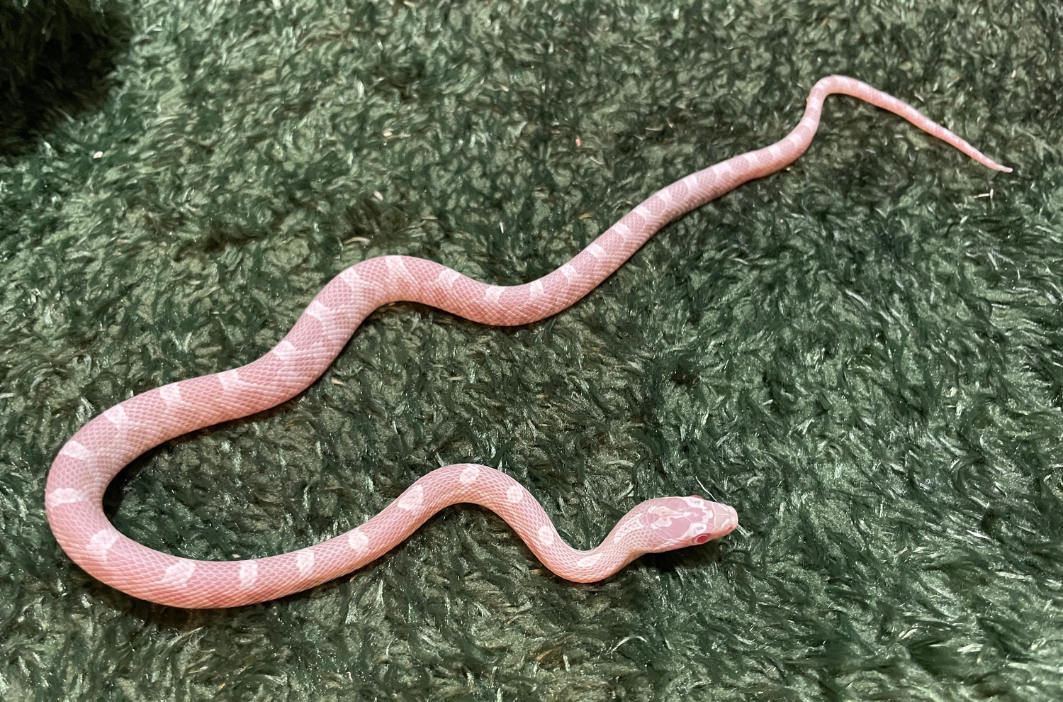 Halo(Or)Green Blotch Snow Corn Snake by SnakeSmithS - MorphMarket