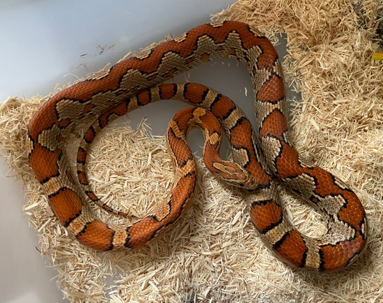 Normal Zigzag Corn Snake by SnakeSmithS