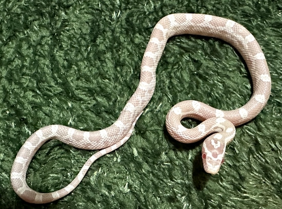 Halo Snow Corn Snake by SnakeSmithS