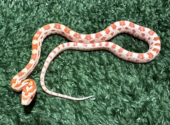 Orange Halo Corn Snake by SnakeSmithS