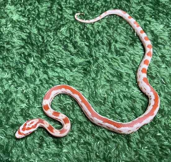Amel Aztec (Probable Halo) Corn Snake by SnakeSmithS