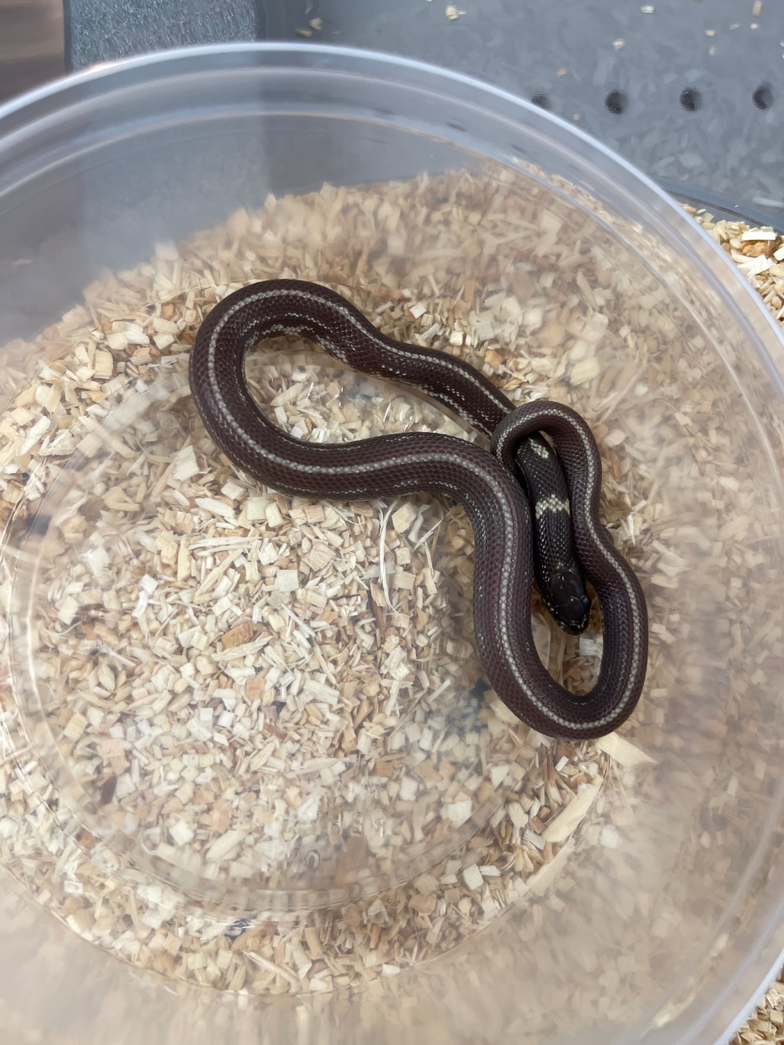 Het Lavender Snow California Kingsnake by Palm Beach Colubrids LLC ...