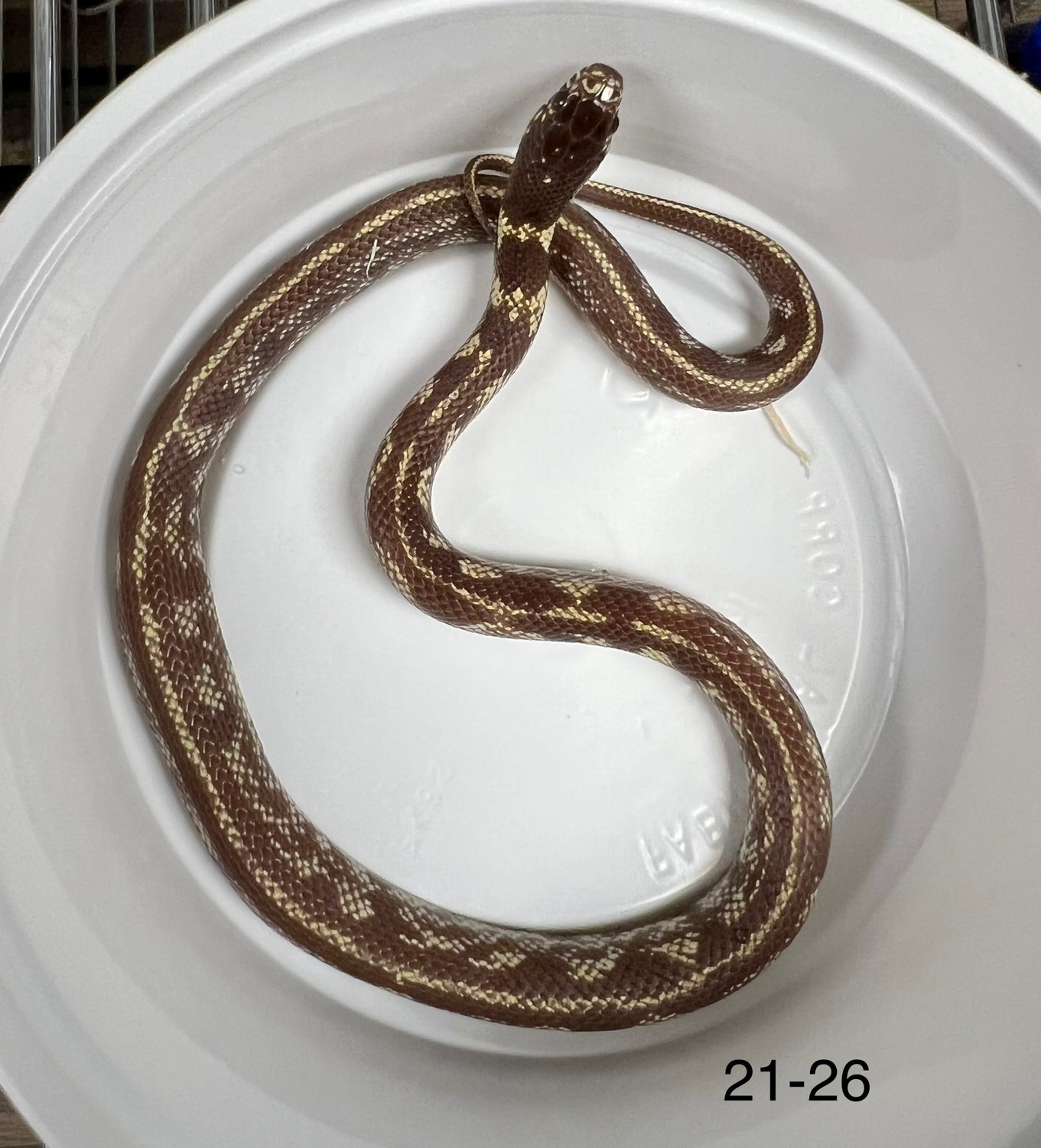 Het Lavender Snow California Kingsnake by Palm Beach Colubrids LLC ...