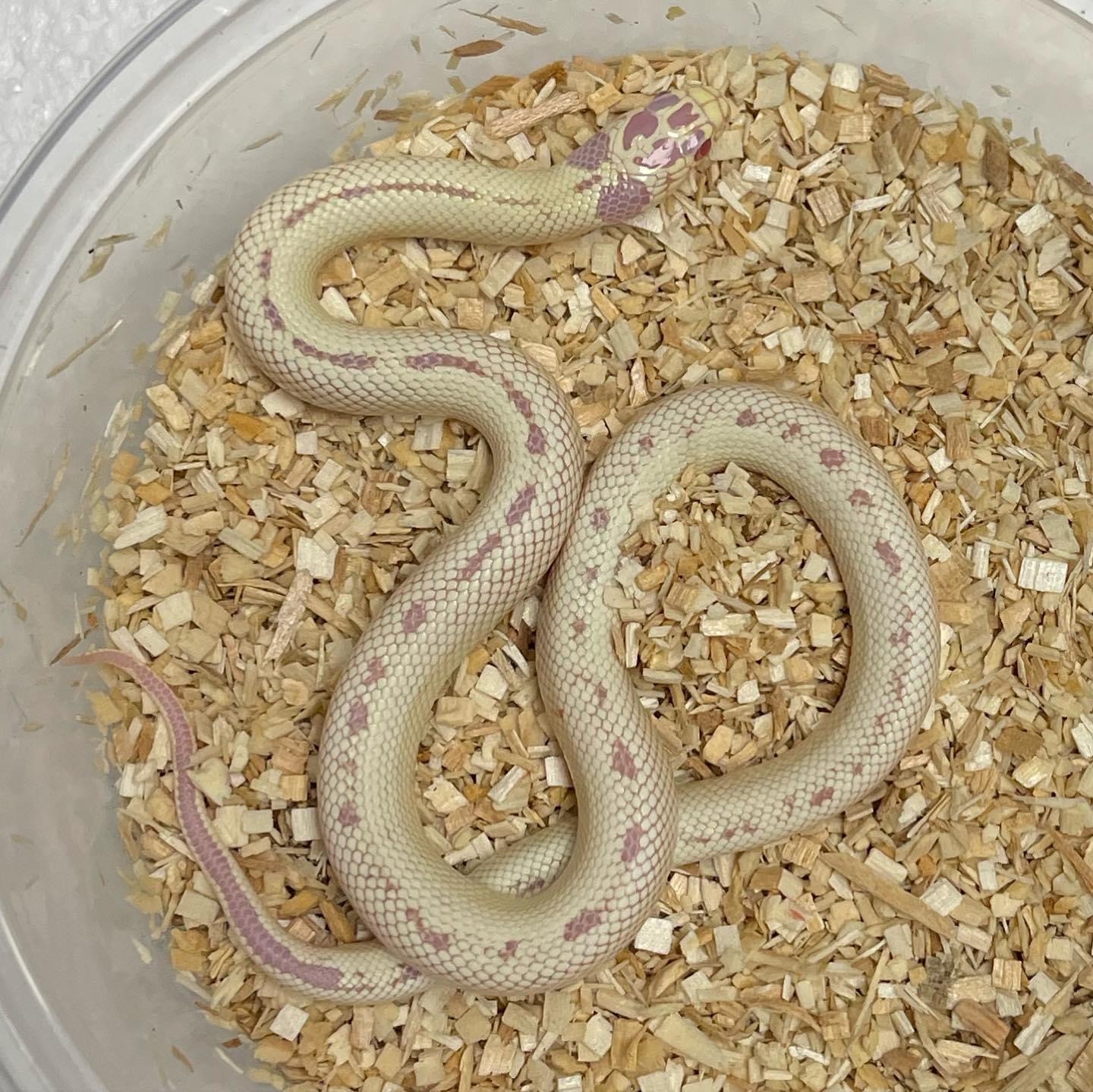 Albino Banana California Kingsnake by Palm Beach Colubrids LLC ...