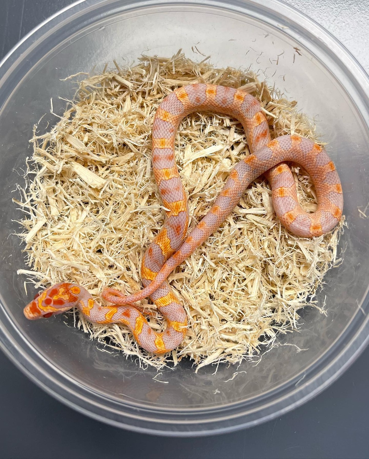 Extreme Reverse Okeetee Corn Snake by Palm Beach Colubrids LLC ...