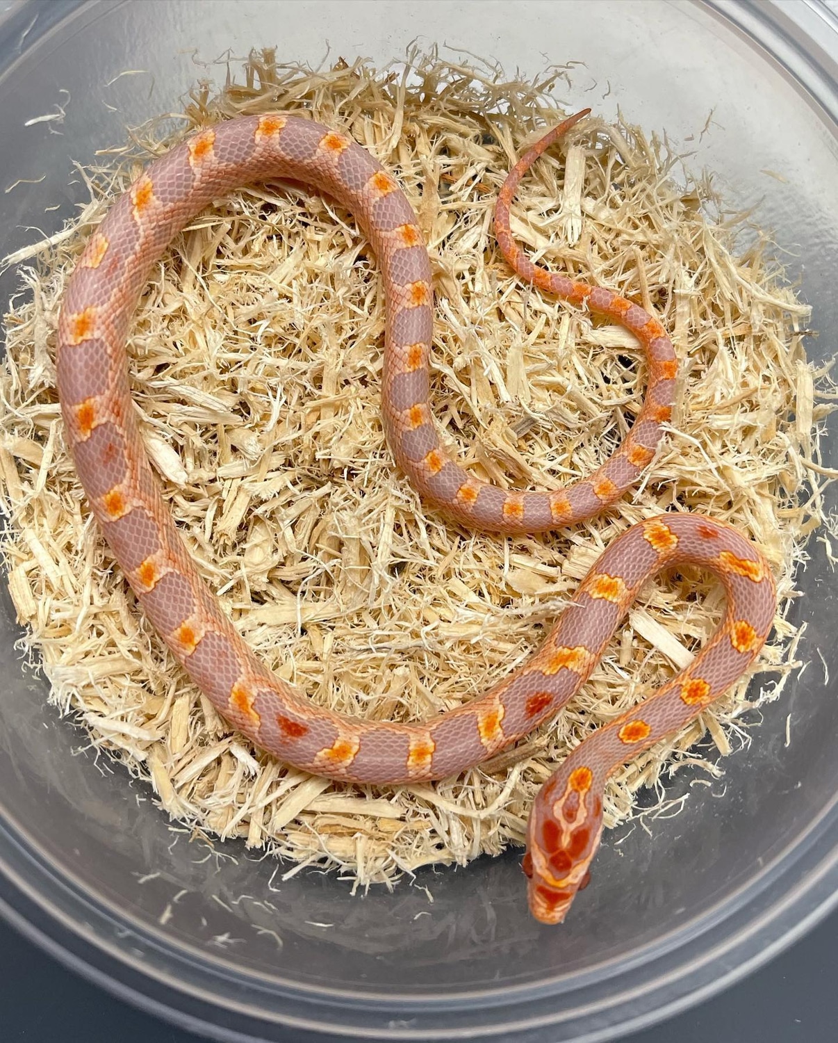 Extreme Reverse Okeetee Corn Snake by Palm Beach Colubrids LLC ...
