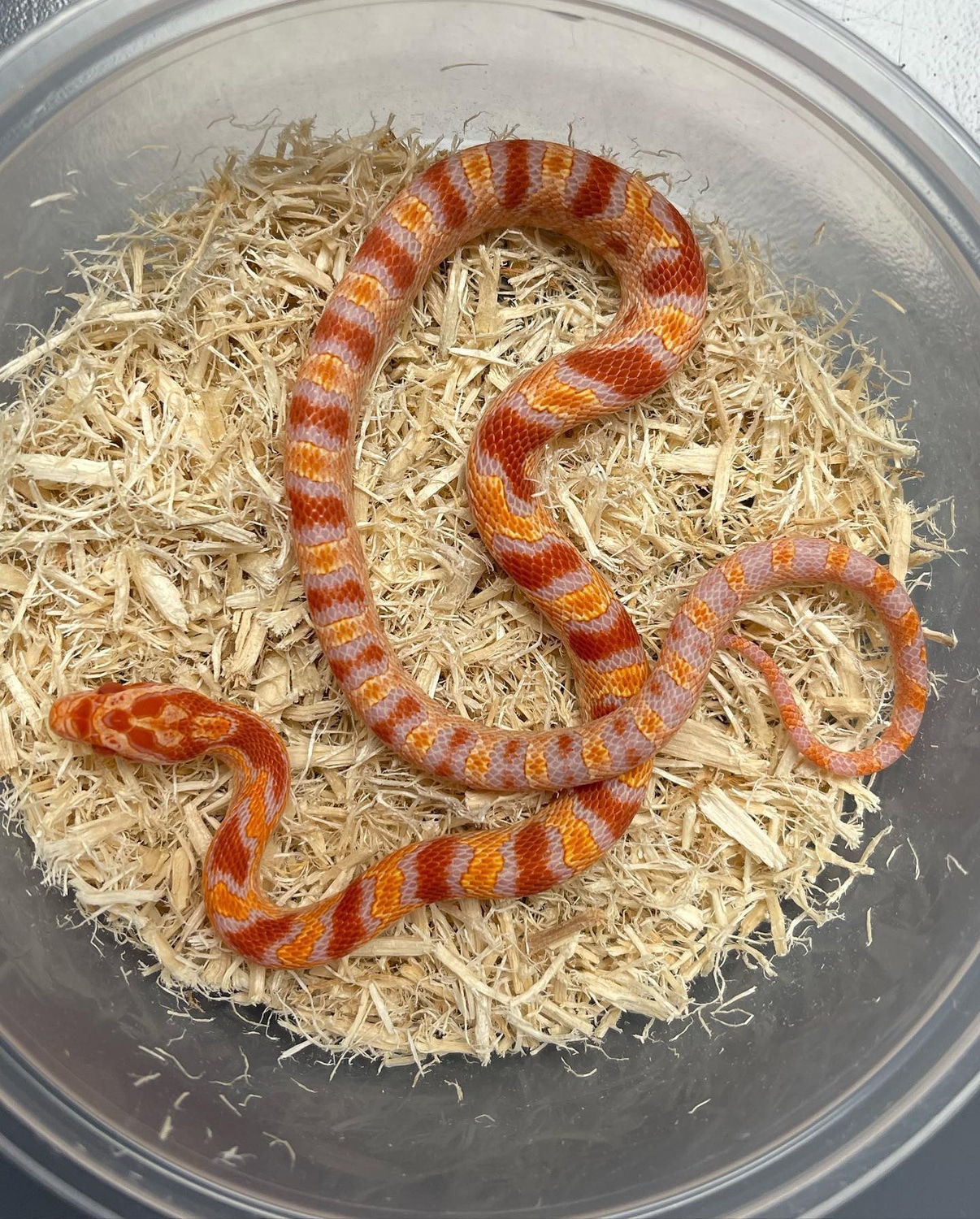 Extreme Reverse Okeetee Corn Snake by Palm Beach Colubrids LLC ...