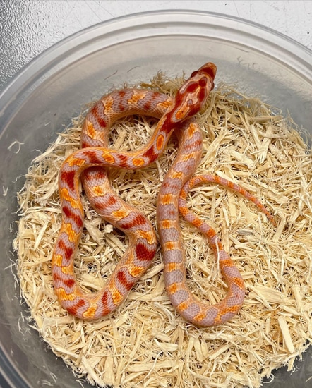 Extreme Reverse Okeetee Corn Snake by Palm Beach Colubrids - MorphMarket