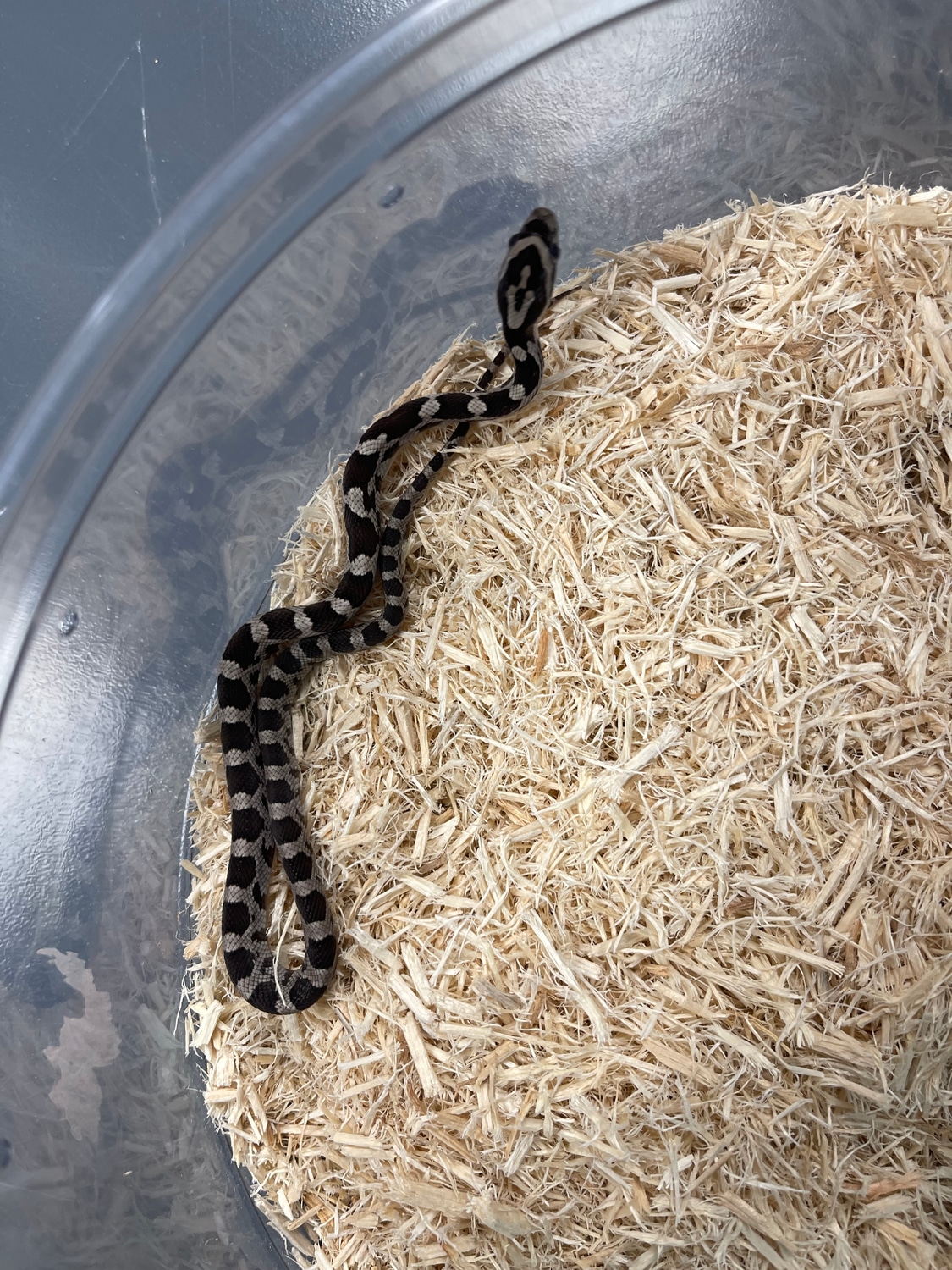 Devil’s Garden Anery Corn Snake by Palm Beach Colubrids LLC - MorphMarket