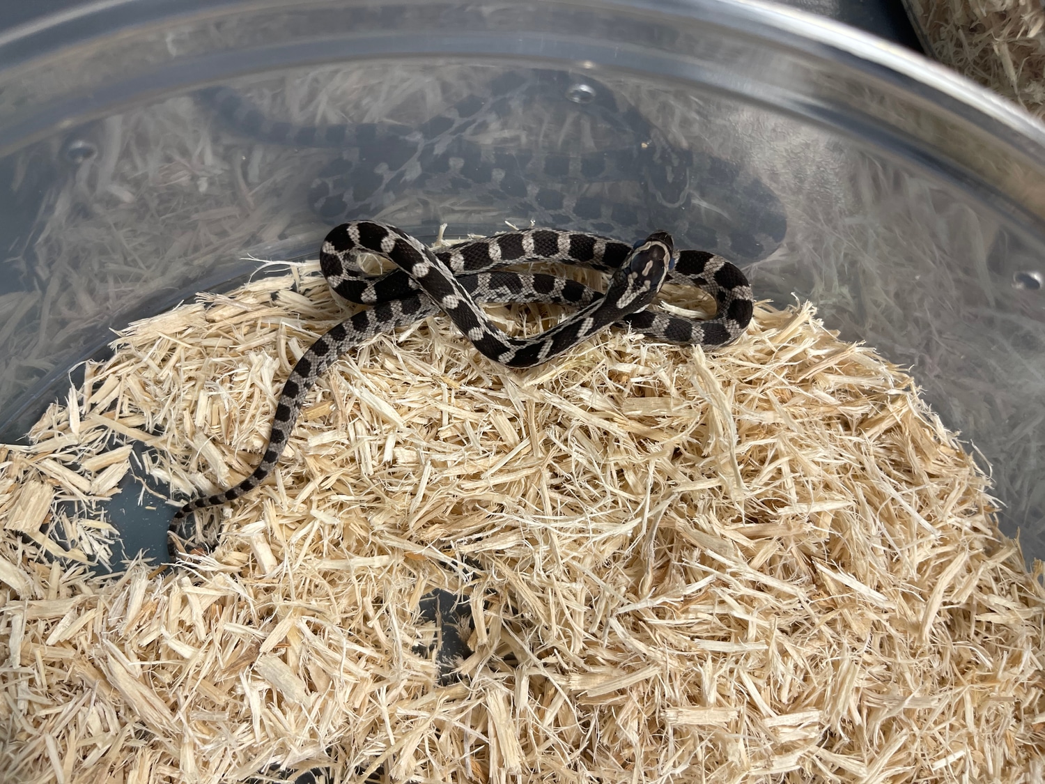 Devil’s Garden Anery Corn Snake by Palm Beach Colubrids - MorphMarket