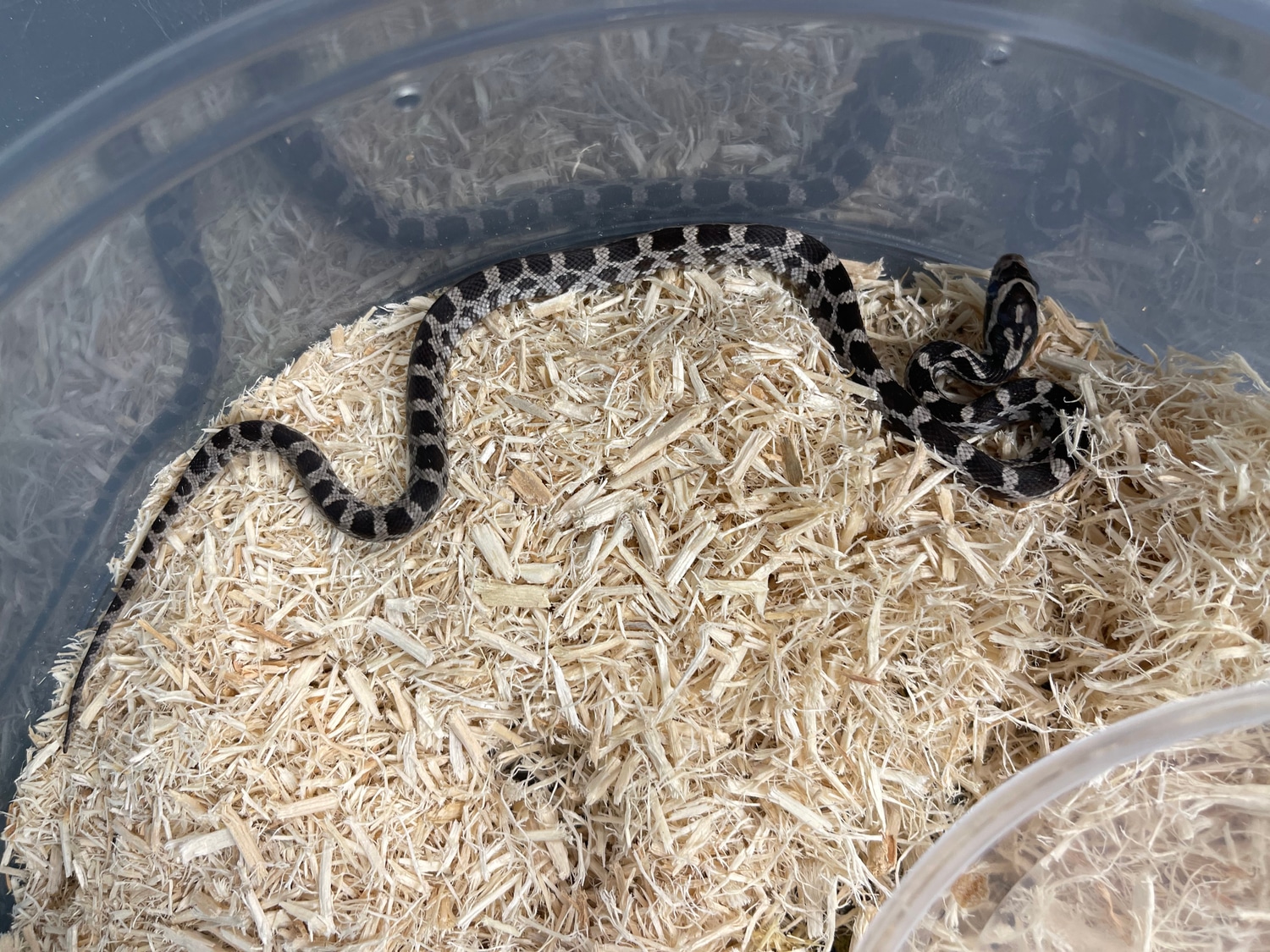 Devil’s Garden Anery Corn Snake by Palm Beach Colubrids LLC - MorphMarket