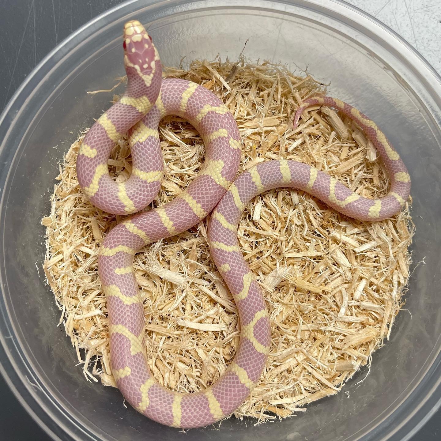 Albino Banded California Kingsnake by Palm Beach Colubrids - MorphMarket