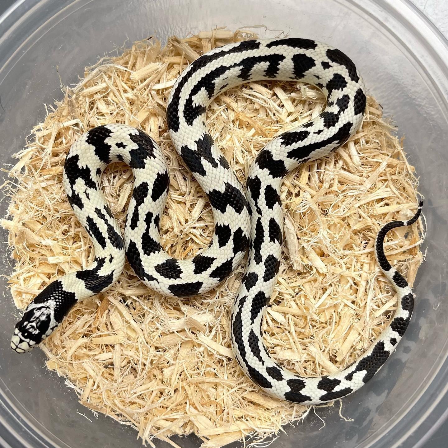 Het Albino Aberrant California Kingsnake by Palm Beach Colubrids LLC ...