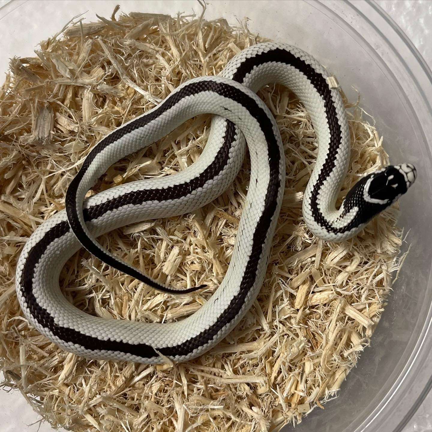 Wide Reverse Stripe 50% Het Albino California Kingsnake by Palm Beach ...