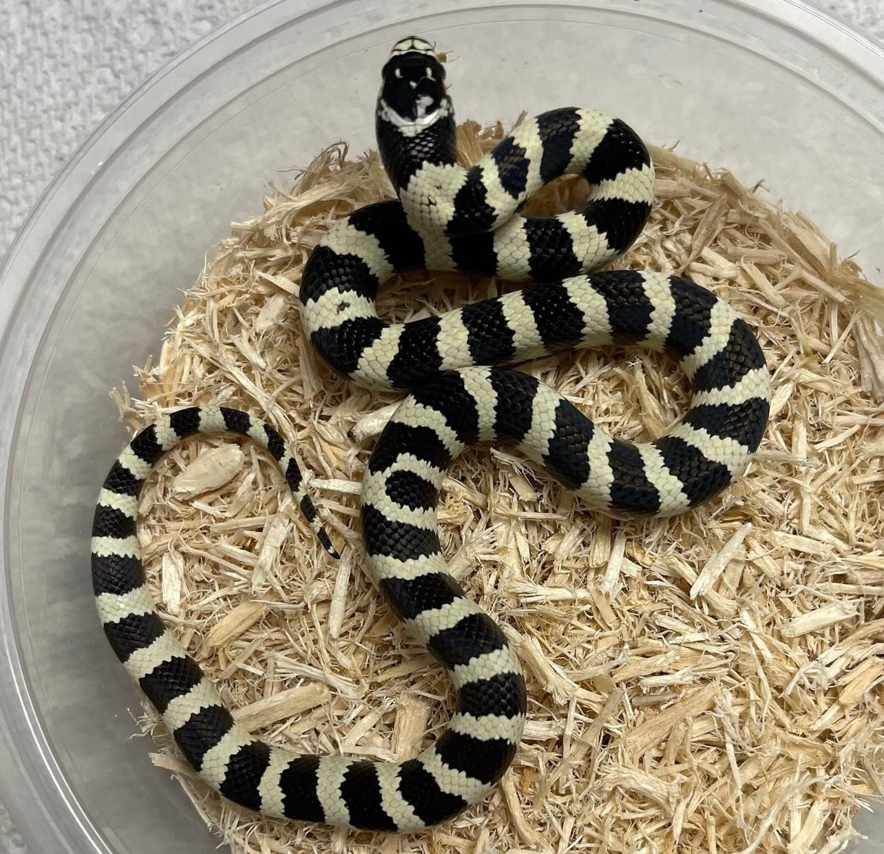 Possible Het Albino California Kingsnake by Palm Beach Colubrids LLC ...