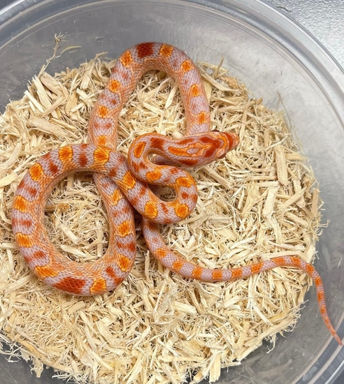 Extreme Reverse Okeetee Corn Snake by Palm Beach Colubrids LLC