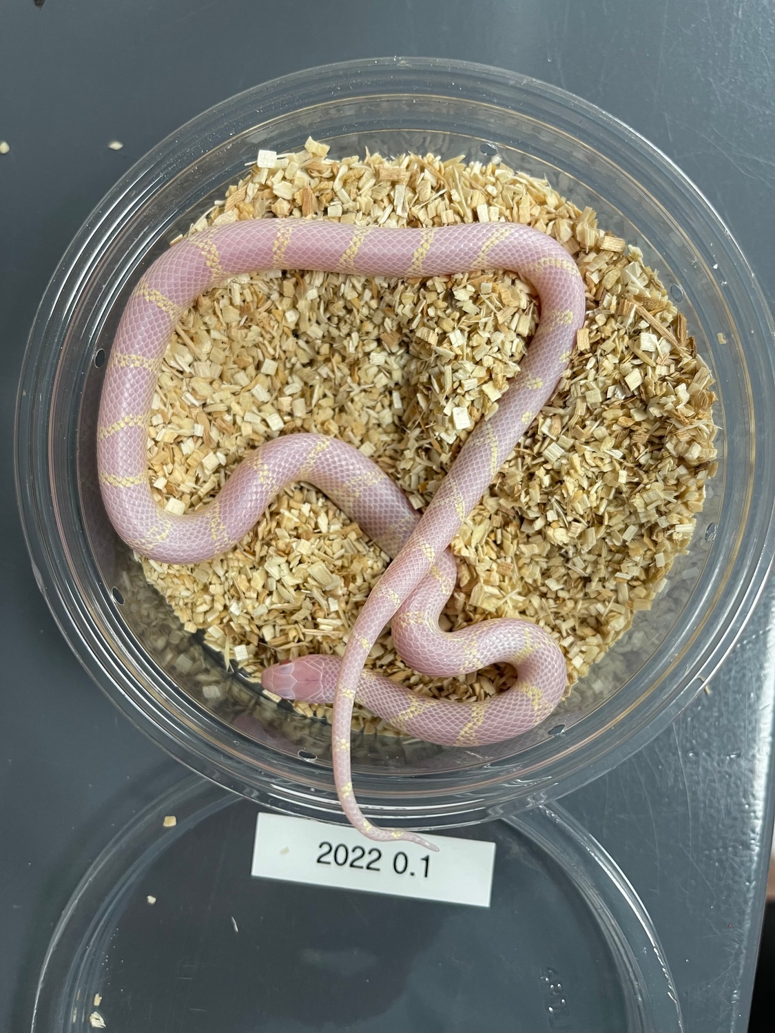 Lavender Snow Stock California Kingsnake by Palm Beach Colubrids LLC ...