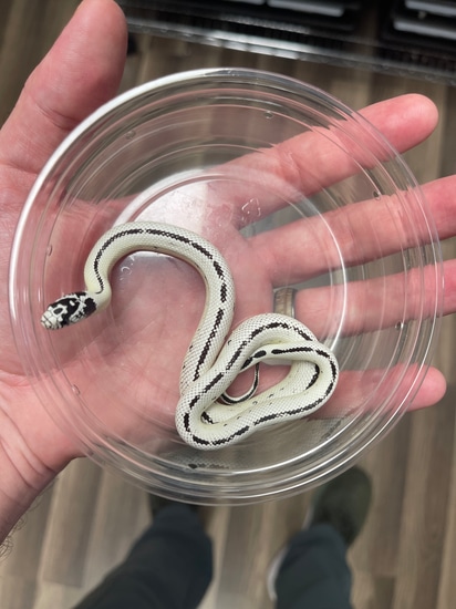 Het Albino Reverse Stripe High White California Kingsnake by Palm Beach ...