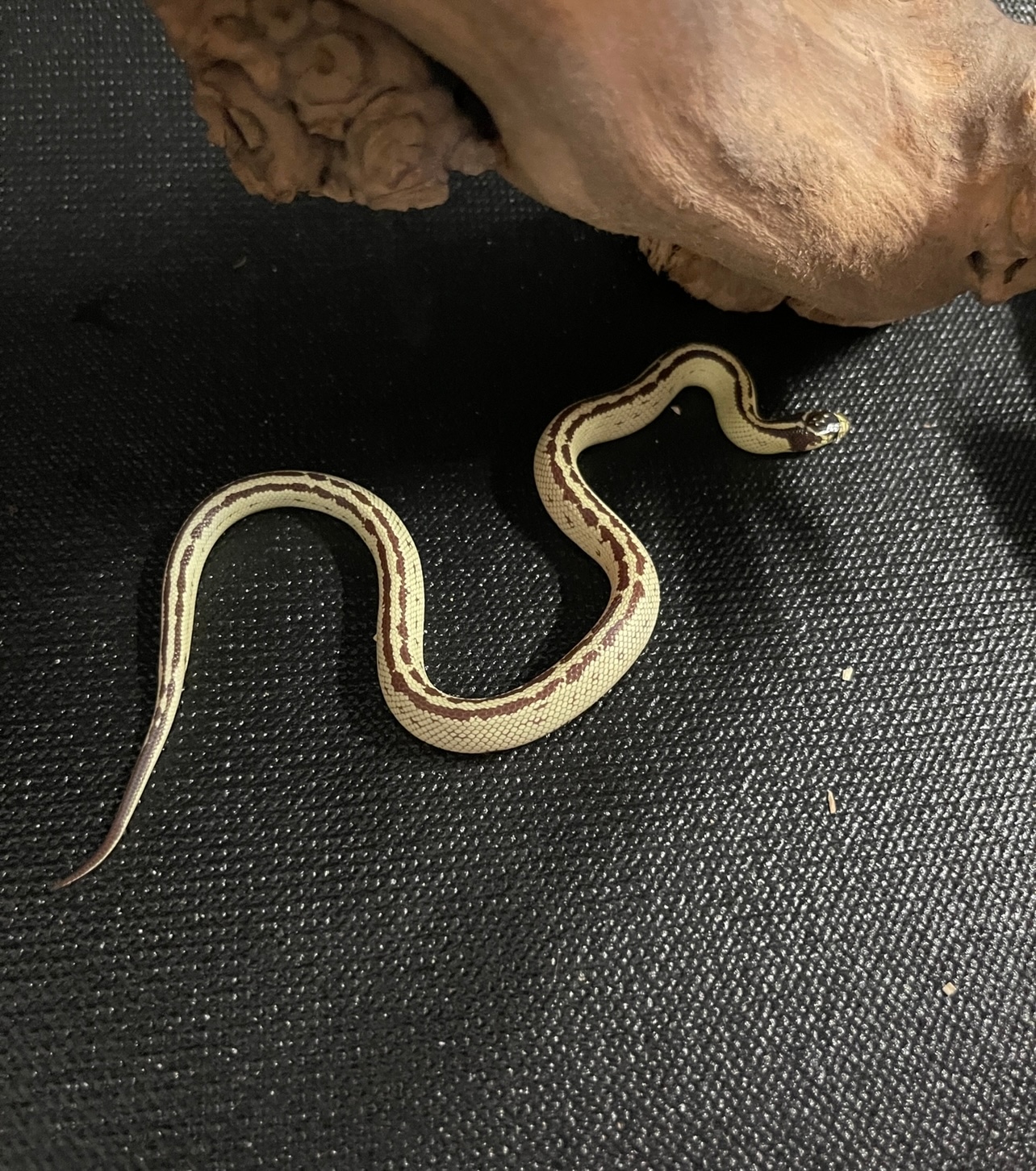 Het Albino Banana California Kingsnake by Palm Beach Colubrids LLC ...