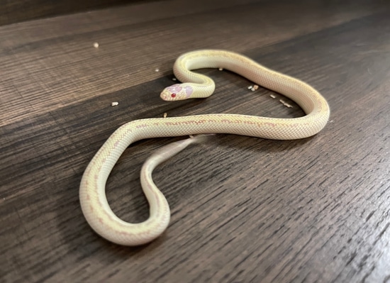 Albino Banana California Kingsnake by Palm Beach Colubrids LLC