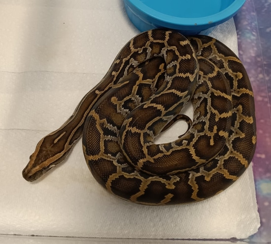 66% Gulf Coast Burmese Python by Palmetto Desert Reptiles