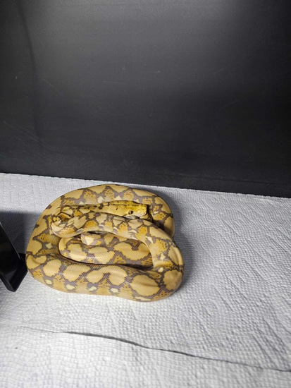 Orange Glow X Indo Caramel Sunfire Reticulated Python by Palmetto Desert Reptiles