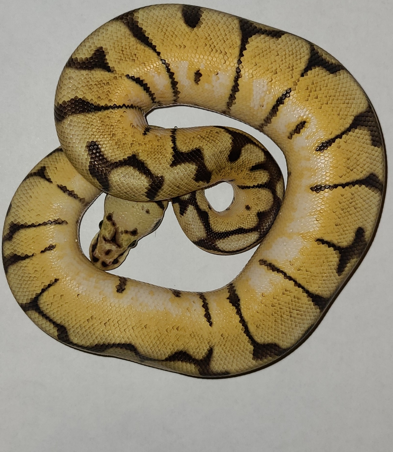 Bumblebee Het Clown Ball Python by Palmetto State Pythons - MorphMarket
