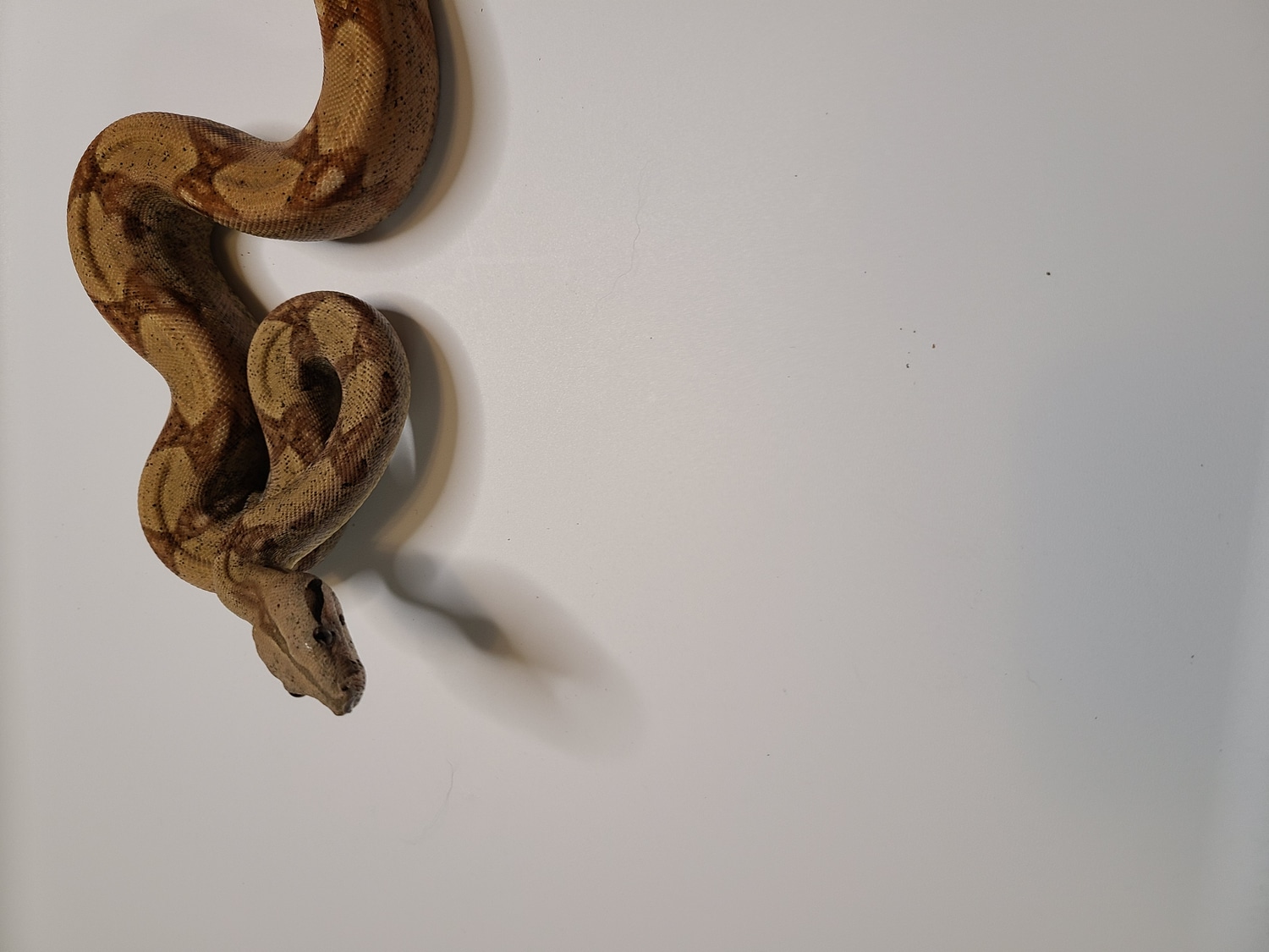Hypo Jungle Pastel Monster Tail Female Boa Constrictor by Palmetto ...