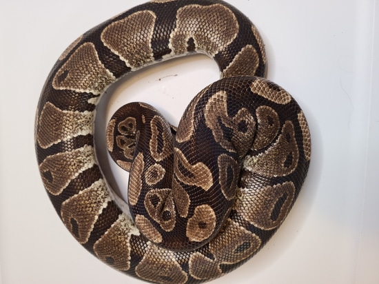 Normal Ball Python by Palmetto State Pythons