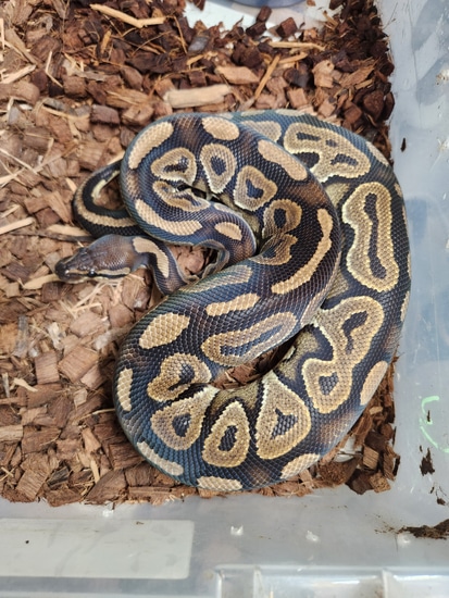 Black Pastel Ball Python by Palm's Pythons