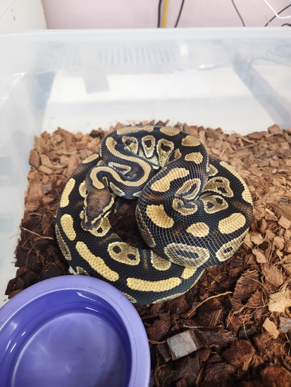 100 % Het Clown Ball Python by Palm's Pythons