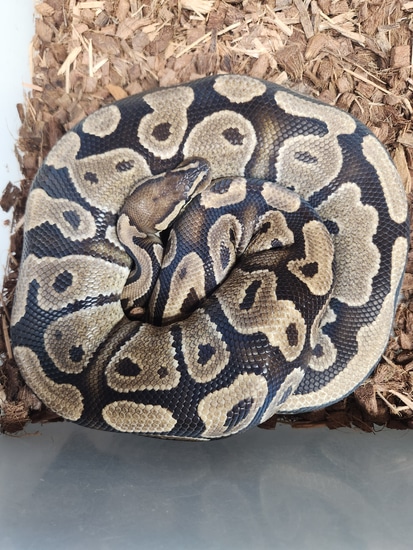 Het Pied Ball Python by Palm's Pythons