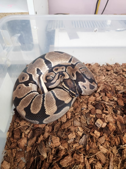 Orange Dream Ball Python by Palm's Pythons