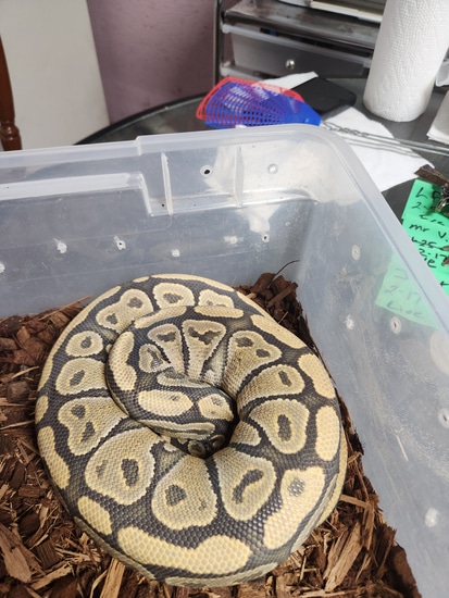 Ghost Ball Python by Palm's Pythons