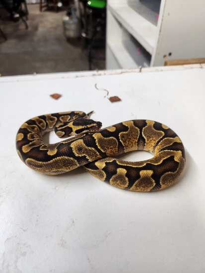 Enchi Ball Python by Palm's Pythons