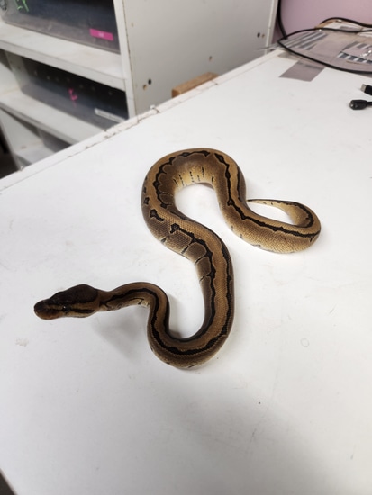 Enchi Pinstripe Ball Python by Palm's Pythons