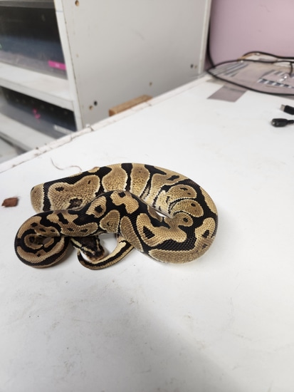 Fire Het Axanthic VPI Ball Python by Palm's Pythons