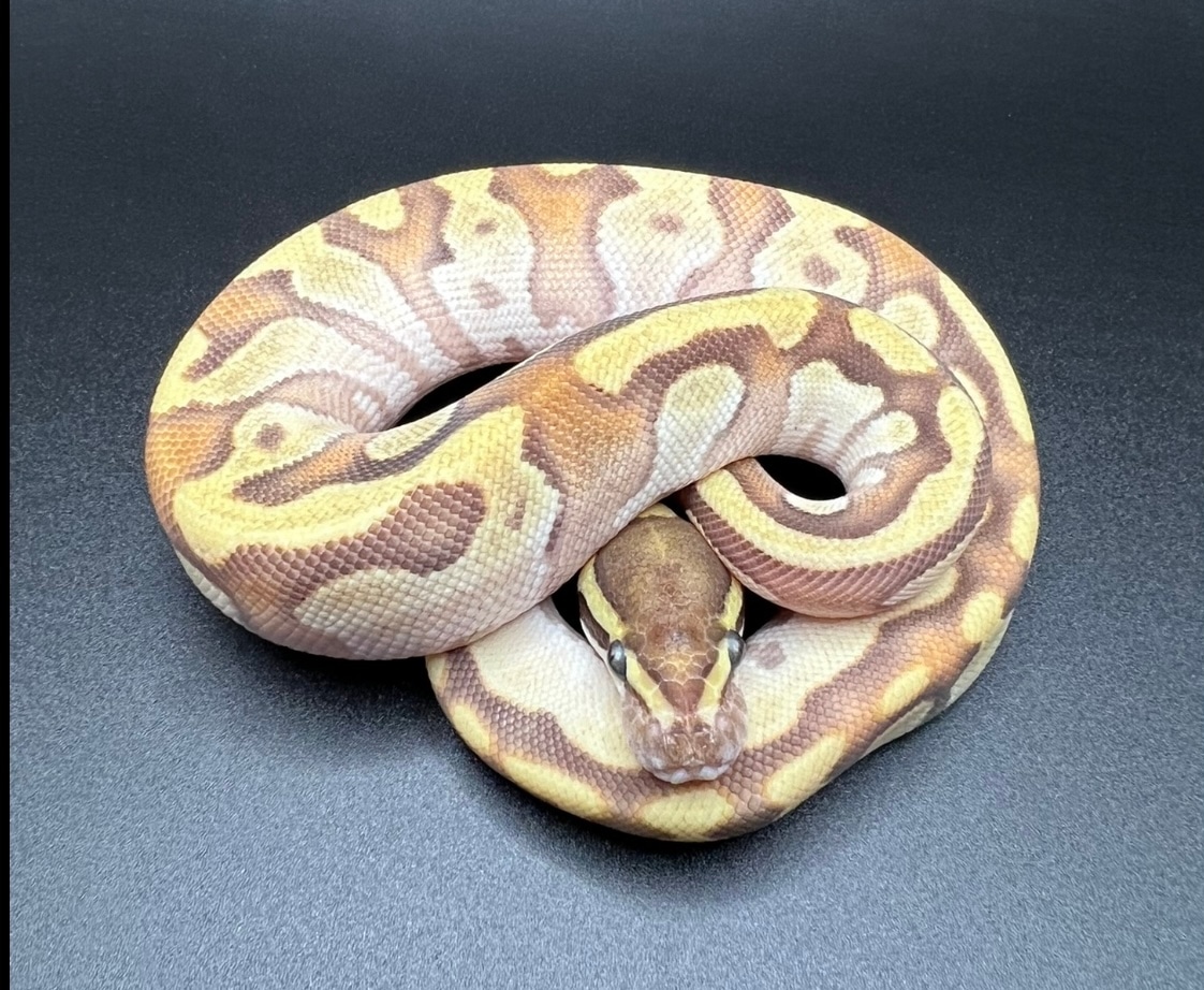 Orange Dream Enchi Fire Mojave Ball Python by Palo Verde Pythons ...