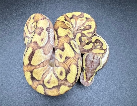 Orange Dream Enchi Fire Mojave Pastel Ball Python by Palo Verde Pythons