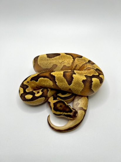 Orange Dream Enchi Fire Ball Python by Palo Verde Pythons