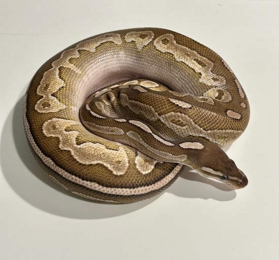 Cinnamon Butter Poss Wookie Ball Python by Raider Reptiles