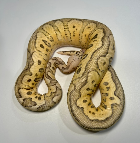 Killer Clown Ball Python by Raider Reptiles