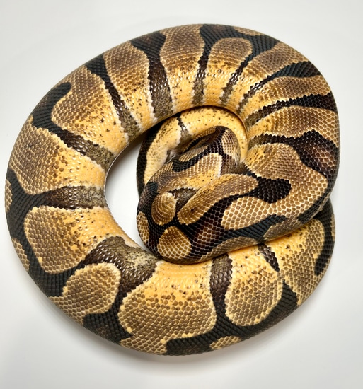 Pastel Enchi Gravel Ball Python by Raider Reptiles