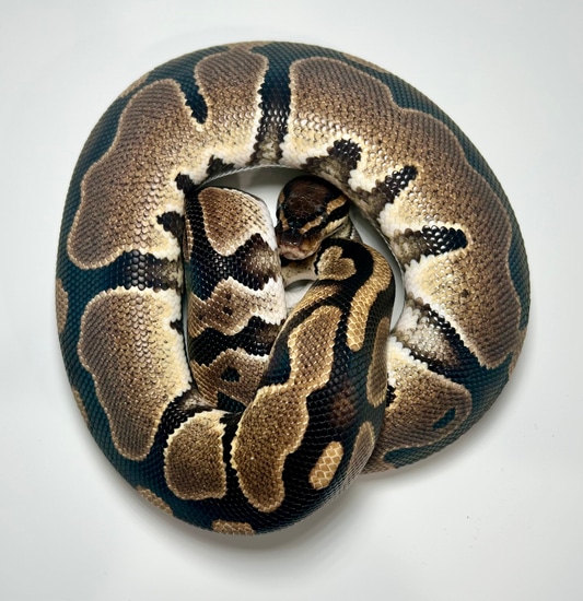Fire Dh Hypo Pied Ball Python by Raider Reptiles